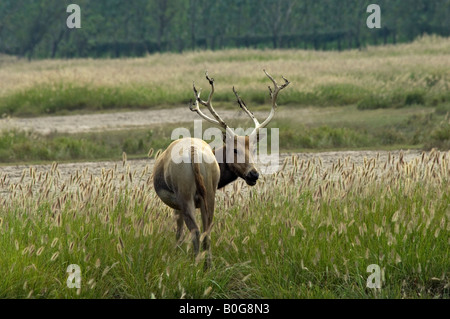 Pere Davids deer stag Elaphurus davidianus at Dafeng Milu National ...