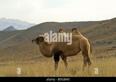Bactrian camel or two hump camel Camelus bactrianus lives in desert ...