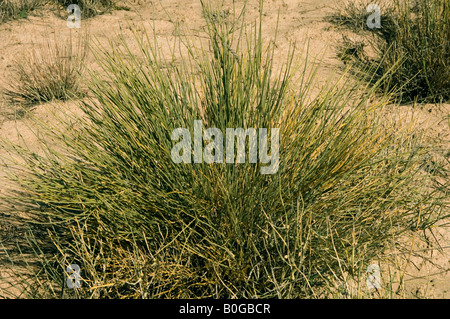 Ephedra sinensis known as Ma Huang in Chinese medicine It contains ...