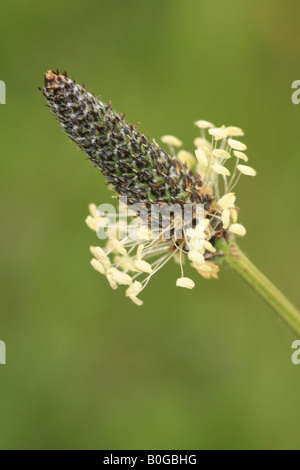 Plantago lanceolata is a common weed It is known by the common names ...