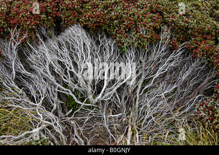 Diddle-dee (Empetrum rubrum) berries Torres del Paine National Park ...