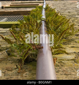 Common Polypod Polypodium vulgare ferns growing on sessile oak Quercus ...