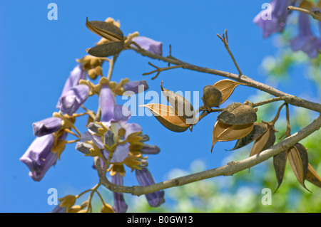 Princess Tree - Paulownia tomentosa - Purple Tree Flowers Stock Photo ...