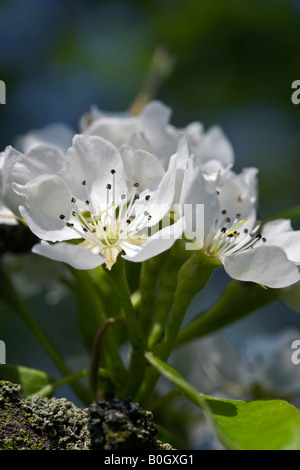 Conference pear blossom Stock Photo - Alamy