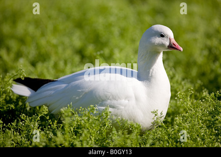 Ross's Goose (Anser rossii) Aves Stock Photo - Alamy