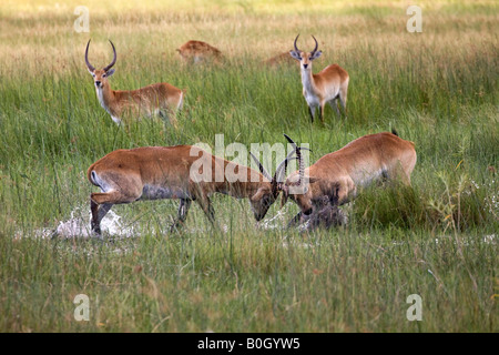 two fighting red lechwe Stock Photo - Alamy