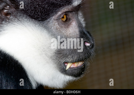 L'Hoests Monkey (Cercopithecus Ihoesti Stock Photo - Alamy