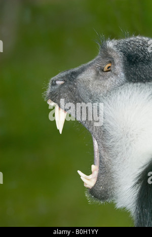 L'Hoests Monkey (Cercopithecus Ihoesti Stock Photo - Alamy