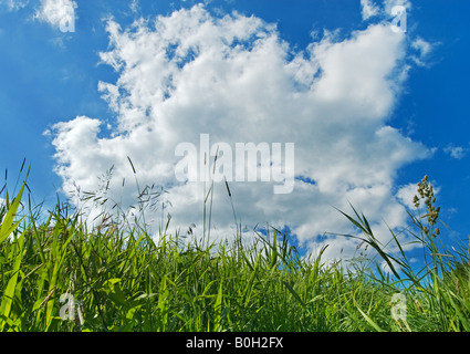 Green grass background Stock Photo - Alamy