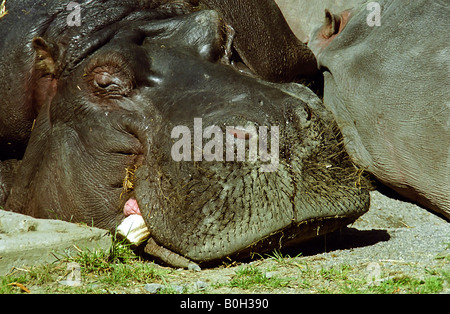 Hippo sleeping in the sun Zoo Frankfurt Animal Stock Photo - Alamy