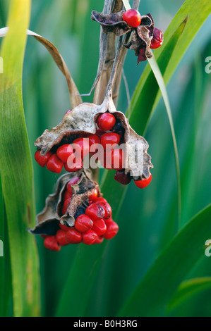 Stinking Iris seed pods with red seeds, Cherry Willingham, Lincolnshire ...