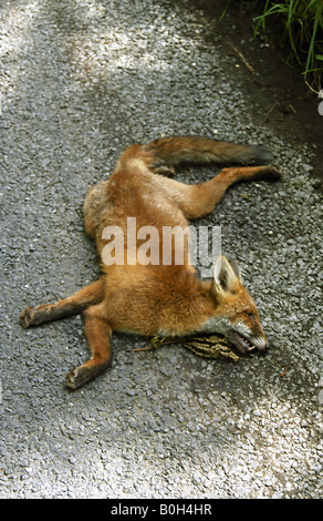 Red Fox (Vulpes vulpes) smelling road near Grand Marais, Minnesota ...