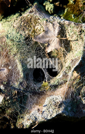 Old stone wall covered with spider web Stock Photo - Alamy
