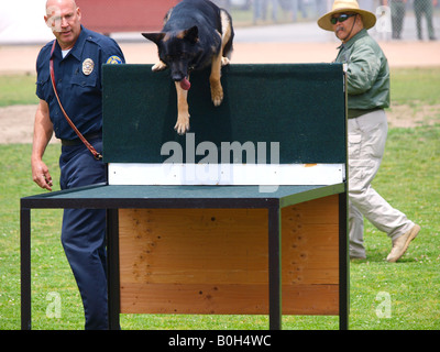 Police officer watches his dog negotiate the barrel jump phase of the ...