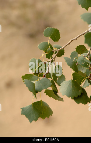 Euphrates poplar Populus euphratica used to stabilise sand Xinjiang ...
