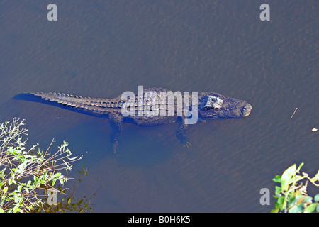 Alligator Top View Stock Photo - Alamy