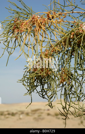 Saxaul Haloxylon ammodendron in flower at Wind City Xinjiang An ...