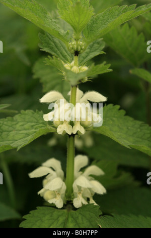 A close-up of a white dead nettle in the meadow Stock Photo - Alamy