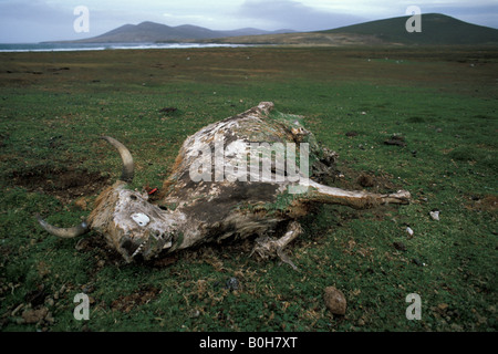 Skeleton of dead cow decomposing in grassy meadow Stock Photo - Alamy