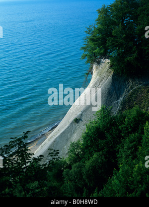 Pine trees hanging over white chalk cliffs dropping into the sea at ...