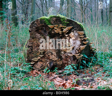 The mossy tree trunk covered with mushrooms Stock Photo - Alamy