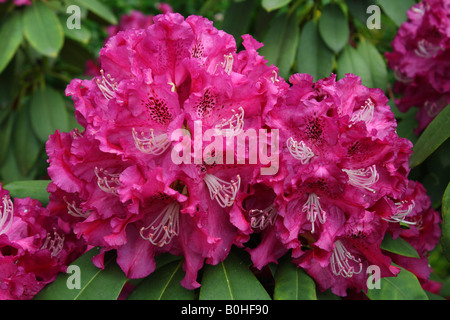Purple Rhododendron "Edwin" flowers blooming Stock Photo - Alamy