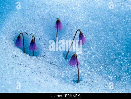 Alpine Snowbell (Soldanella alpina) flowering growing in high mountain ...