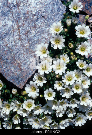 Cerastium, mouse-ear chickweed white flowers closeup selective focus ...