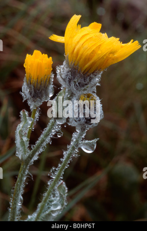 Shaggy Hawkweed / Hieracium villosum Stock Photo - Alamy