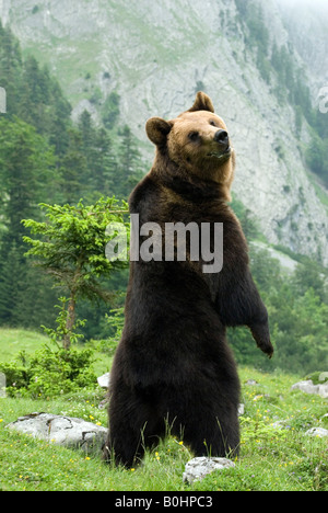 Brown Bear (Ursus arctos), Eng-alm alpine pasture, Karwendel Range ...