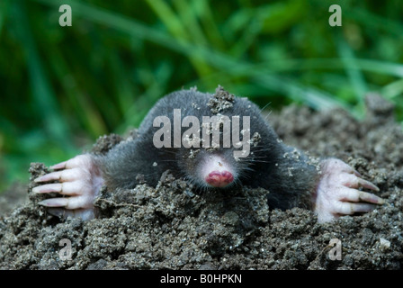 European mole (Talpa europaea), insectivore teeth Stock Photo - Alamy