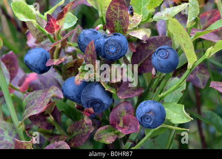 Bilberry, Blueberry, Whinberry, Whortleberry, Blaubeere, Blau-Beere ...