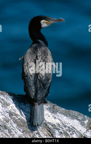A great black cormorant (phalacrocorax carbo) flies low over a lake in ...