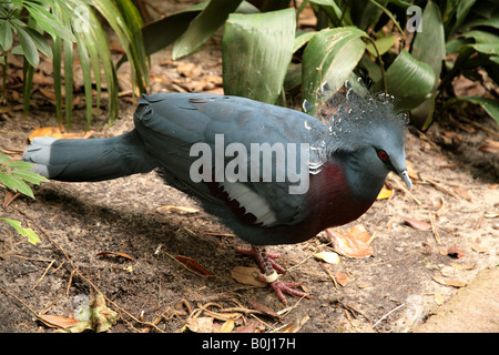 crested wood partridge (Rollulus roulroul), sitting, Malaysia Stock ...