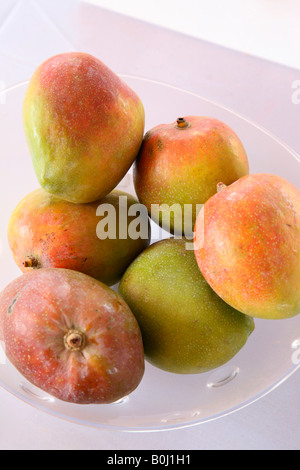 Mango tree, Manguier, Mangifera indica, mangó, Fulidhoo Island, Maldive ...