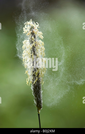 Pollen being released from a grass seed head in the English countryside ...