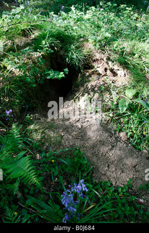 Entrance hole to rabbit warren Stock Photo - Alamy