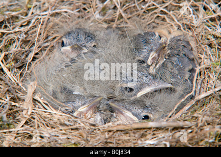 Yellow Wagtail (Motacilla flava) five eggs in nest Stock Photo - Alamy