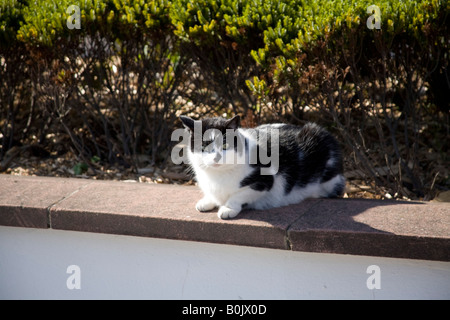 Black and white Manx cat (kayt Manninagh or stubbin in Manx Gaelic ...
