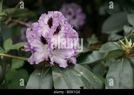 A purple Azalea in full bloom Stock Photo - Alamy