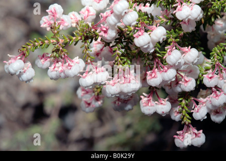 White Heath/Beautiful Heath-Erica formosa-Family Ericaceae Stock Photo ...