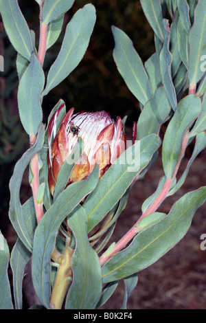 Stink-leaf Sugarbush - Protea susannae Stock Photo - Alamy