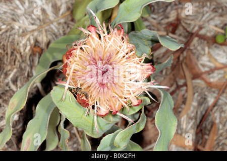 Stink-leaf Sugarbush and Honey Bee-Protea susannae and Apis mellifera ...