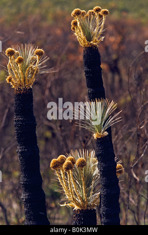 The bizarre Kingia australis a grass tree that can grow to 5 m tall and ...