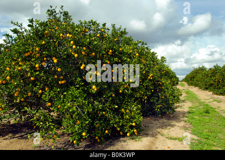 Orange orchards near Haines City Florida USA Stock Photo - Alamy
