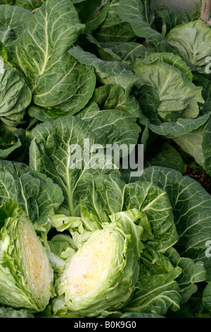 CABBAGE SPRING HERO EARLY MAY Stock Photo - Alamy