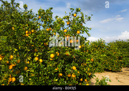 Orange groves near Haines City in Central Florida, USA Stock Photo - Alamy