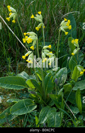Cowslip in a meadow Stock Photo - Alamy