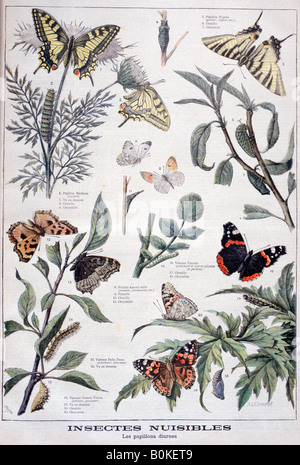 Red admiral butterfly (Vanessa atalanta). Illustration from 'The ...