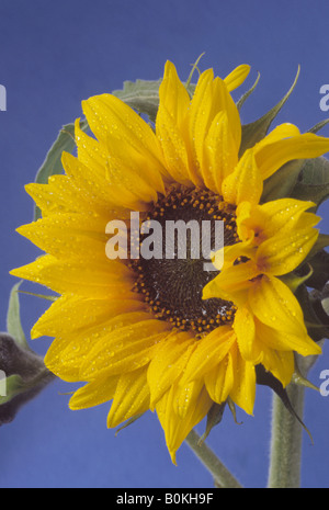 Helianthus annuus 'Pacino' Sunflower Stock Photo - Alamy